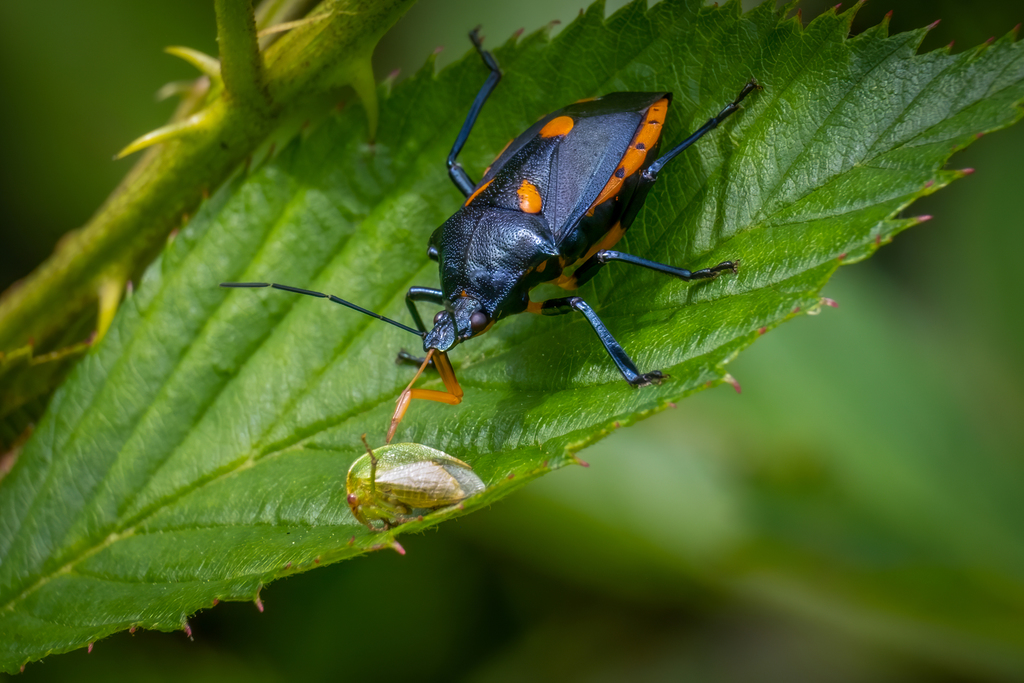 Florida Predatory Stink Bug from Southwest Raleigh, Raleigh, NC, USA on ...
