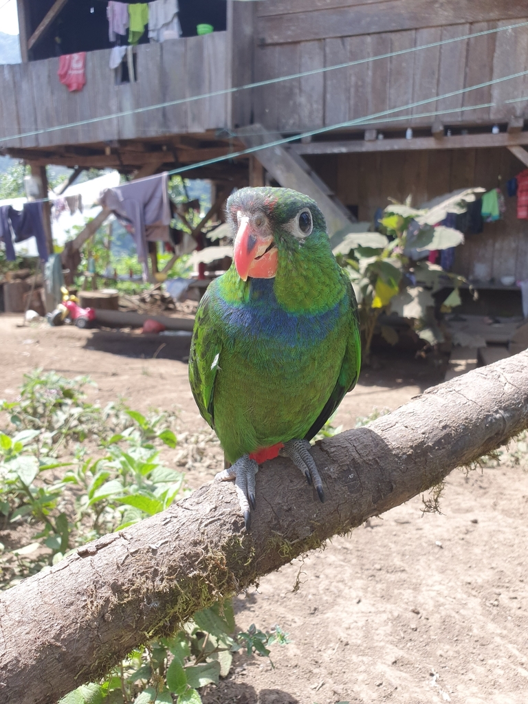 Red-billed Parrot from Facundo Vela, Ecuador on September 20, 2020 at ...