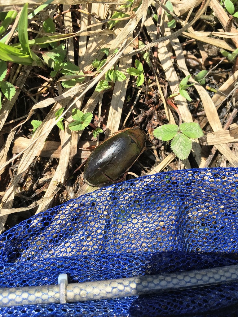 Dytiscus dauricus in April 2017 by Baikada · iNaturalist