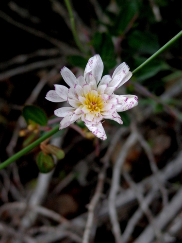 Variety Pinaropappus roseus maculatus · iNaturalist