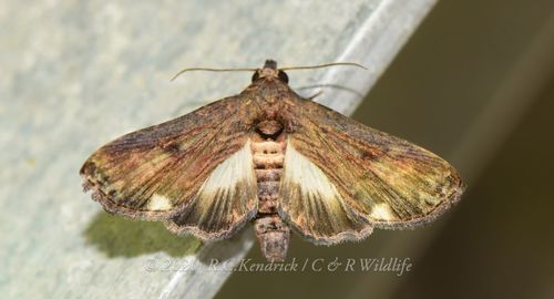 Anigraea albomaculata · iNaturalist