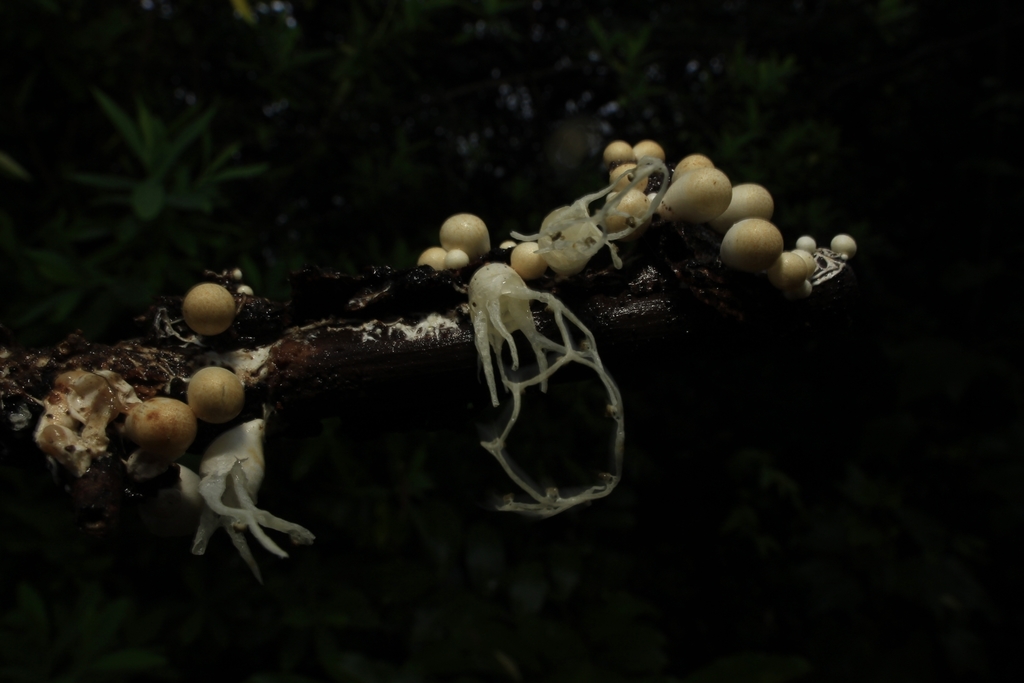Clathrus delicatus from Danoli, Maharashtra 416510, India on September ...