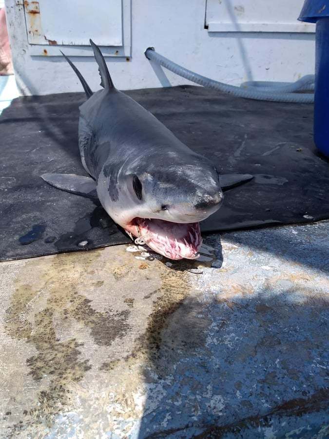 Shortfin Mako in September 2020 by iSea · iNaturalist