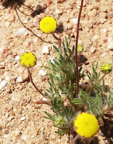 Foveolina dichotoma · iNaturalist United Kingdom