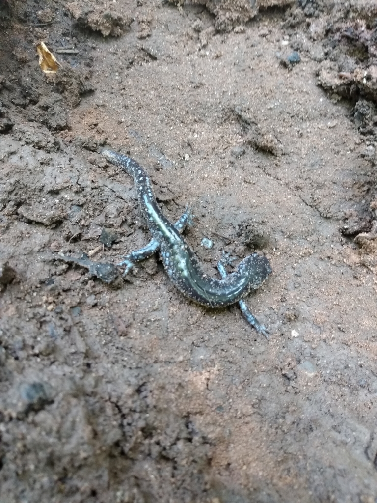 Blue-spotted Salamander from Nickerson Township, MN, USA on September ...