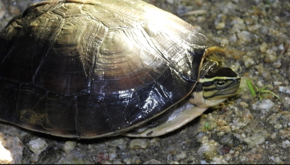 Domed Malayan Box Turtle in September 2020 by gonature Lam · iNaturalist