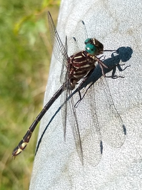 Elusive Clubtail in September 2020 by Kerry · iNaturalist