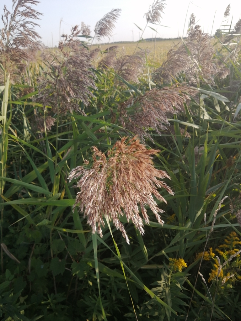common reed from Maidstone, ON N0R 1K0, Canada on September 21, 2020 at ...