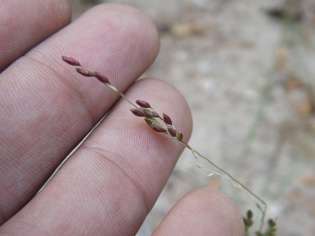hall panicum from Cumbres de Majalca, Chihuahua, MX-CH, MX on September ...