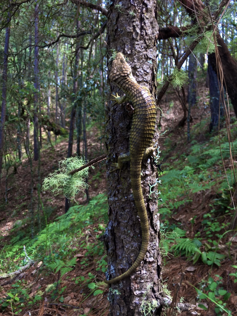 Oaxaca Arboreal Alligator Lizard in September 2020 by Ruth CL · iNaturalist