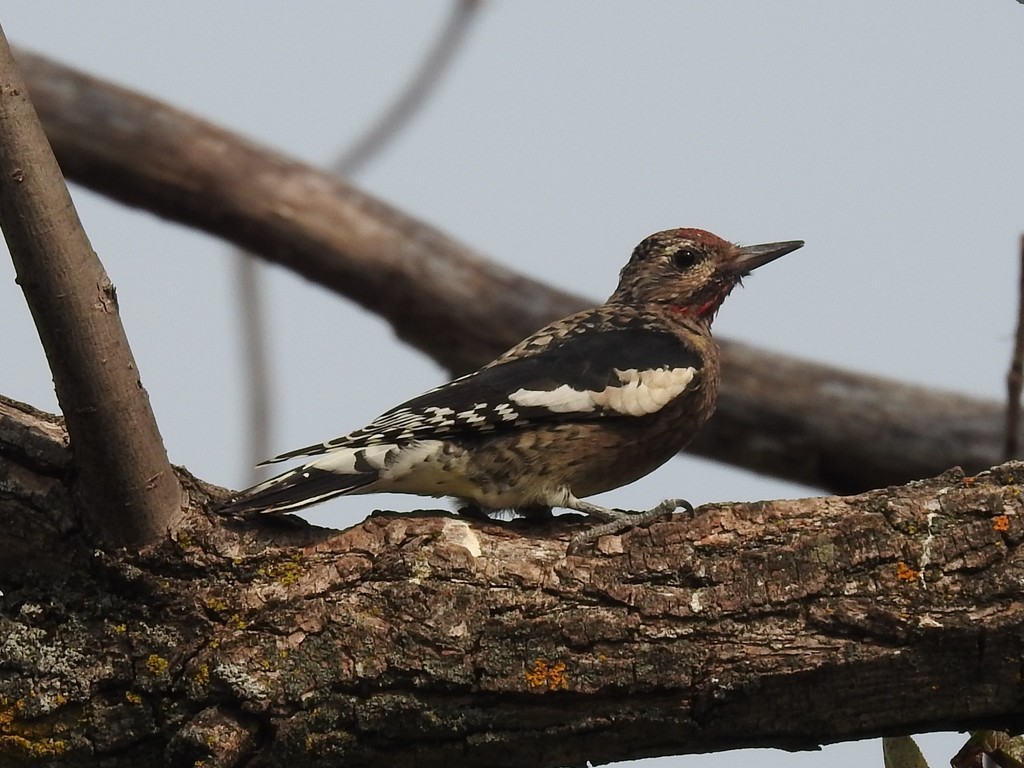 Yellow-bellied Sapsucker in September 2020 by Michael Dawber · iNaturalist