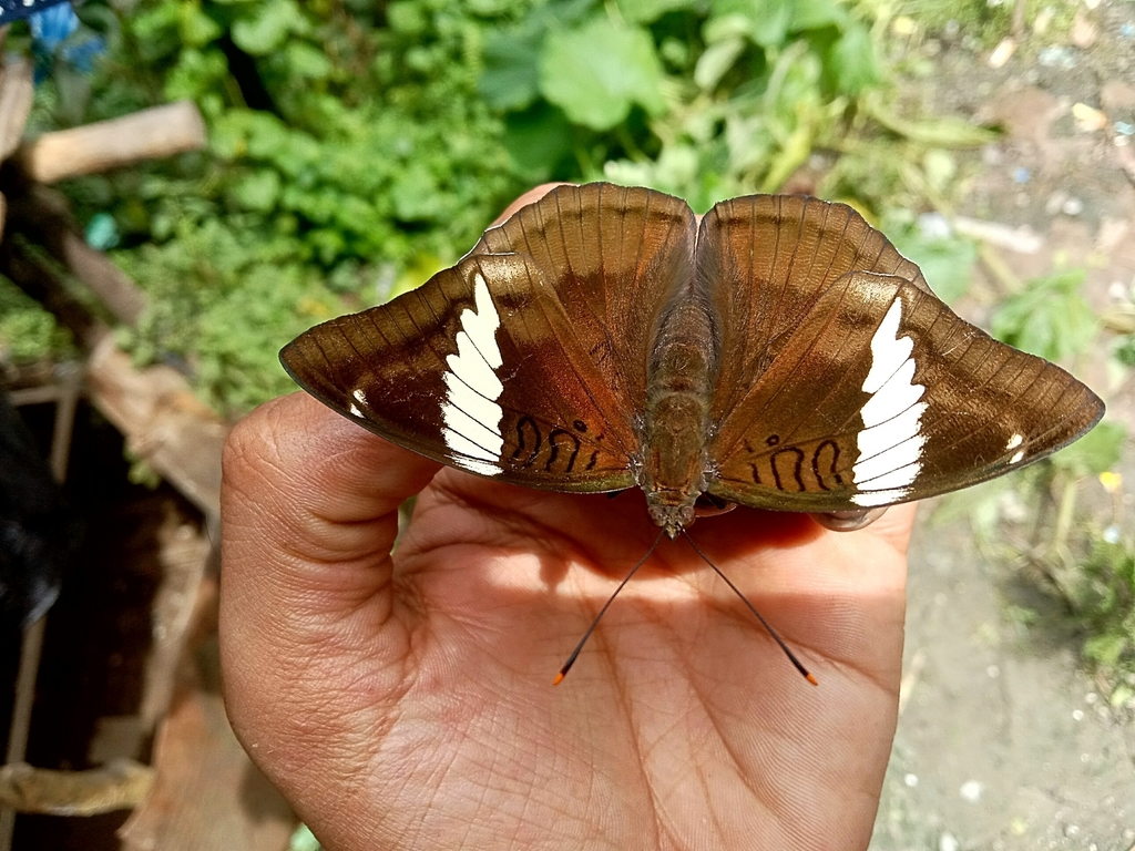 Euthalia phemius phemius from Sikkim 737139, India on September 17 ...