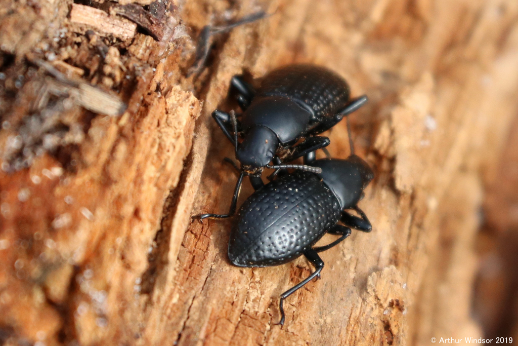 Polopinus from Seacrest Scrub Natural Area, FL, USA on December 24, 2019 at 02:39 PM by Arthur ...