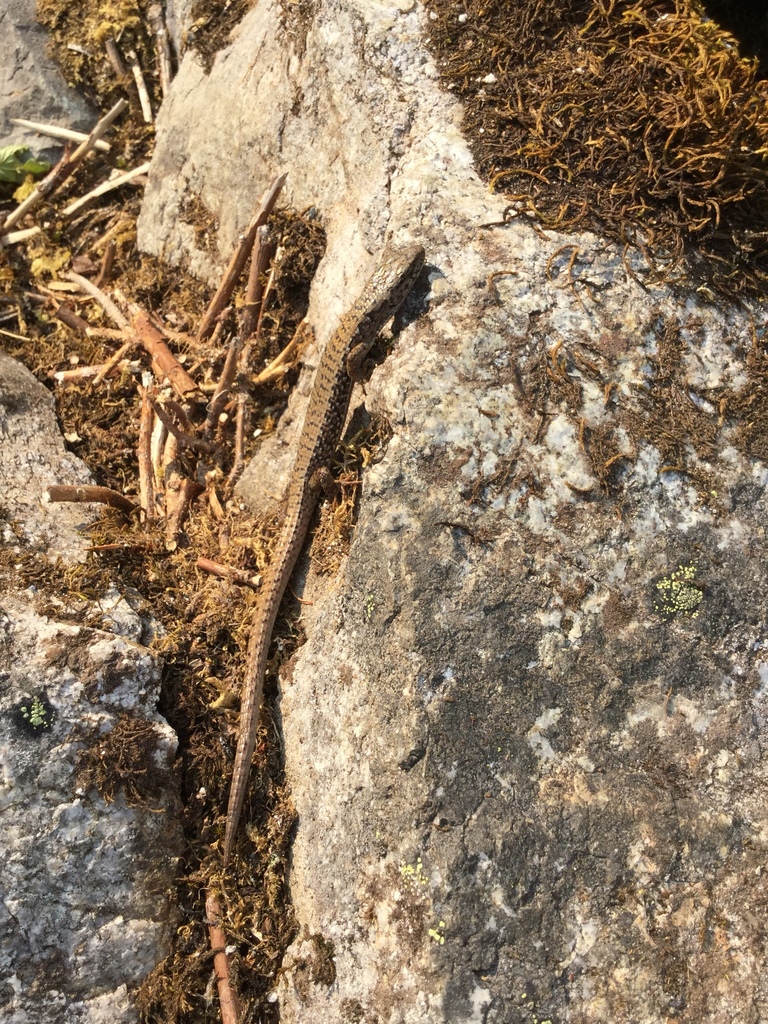 Northern Alligator Lizard from Chilliwack Lake, , BC, CA on August 7 ...