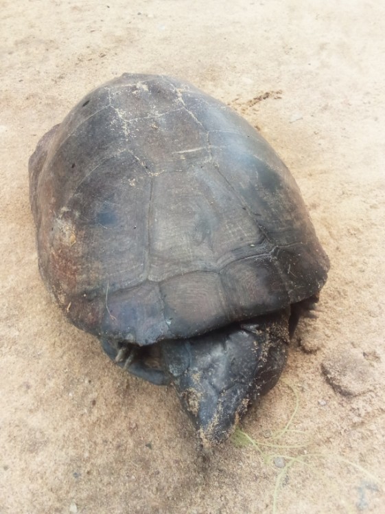 West African Black Forest Turtle in September 2020 by Siren Sighting ...
