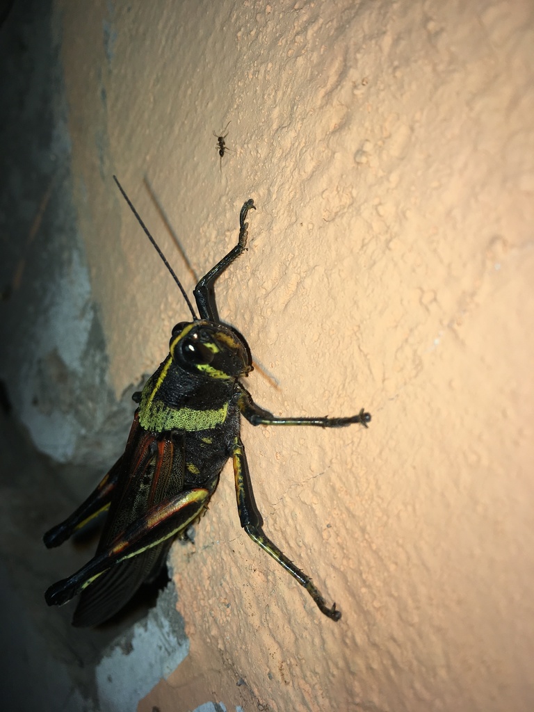 Large Painted Locust from Bellavista, Ecuador on August 1, 2017 at 09: ...