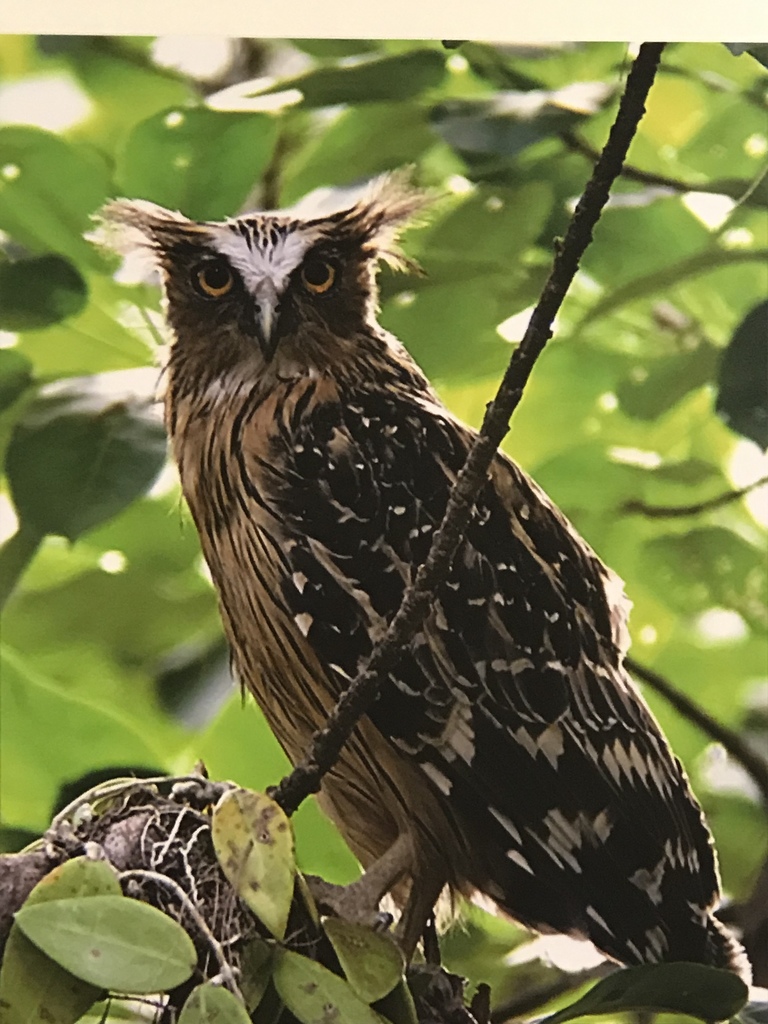 Buffy Fish-Owl from Kinabatangan, Kinabatangan, Sabah, MY on November ...