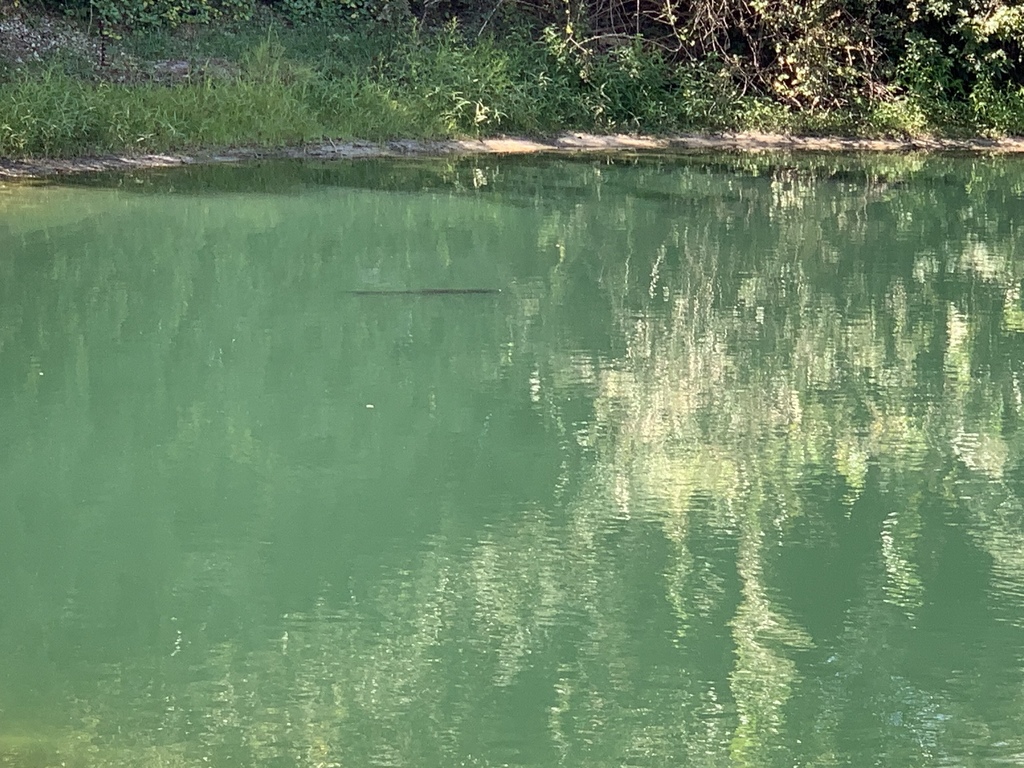 Longnose Gar from Port Royal Island, Port Royal, SC, US on September 22 ...