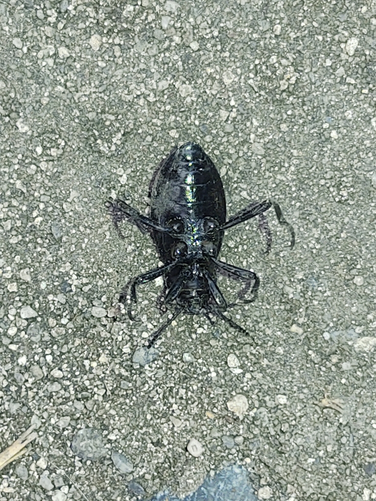Desert Stink Beetles from Villa Juárez, S.L.P., México on September 19 ...