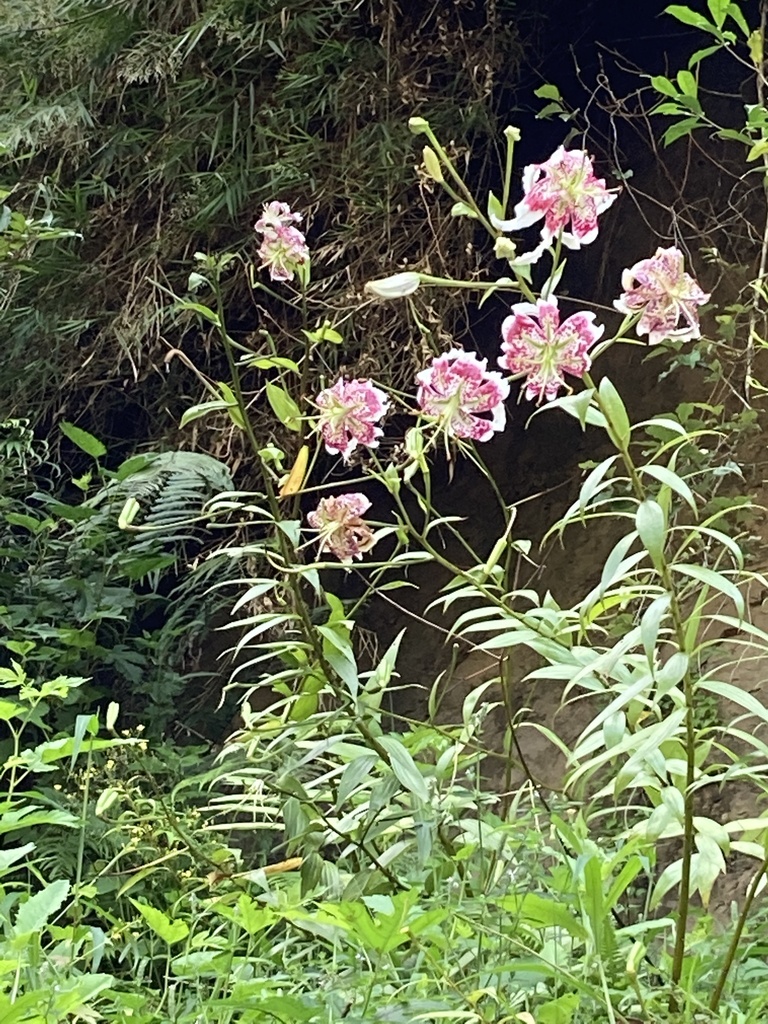 Showy Japanese Lily from 平溪區, TW on September 23, 2020 at 09:49 AM by ...