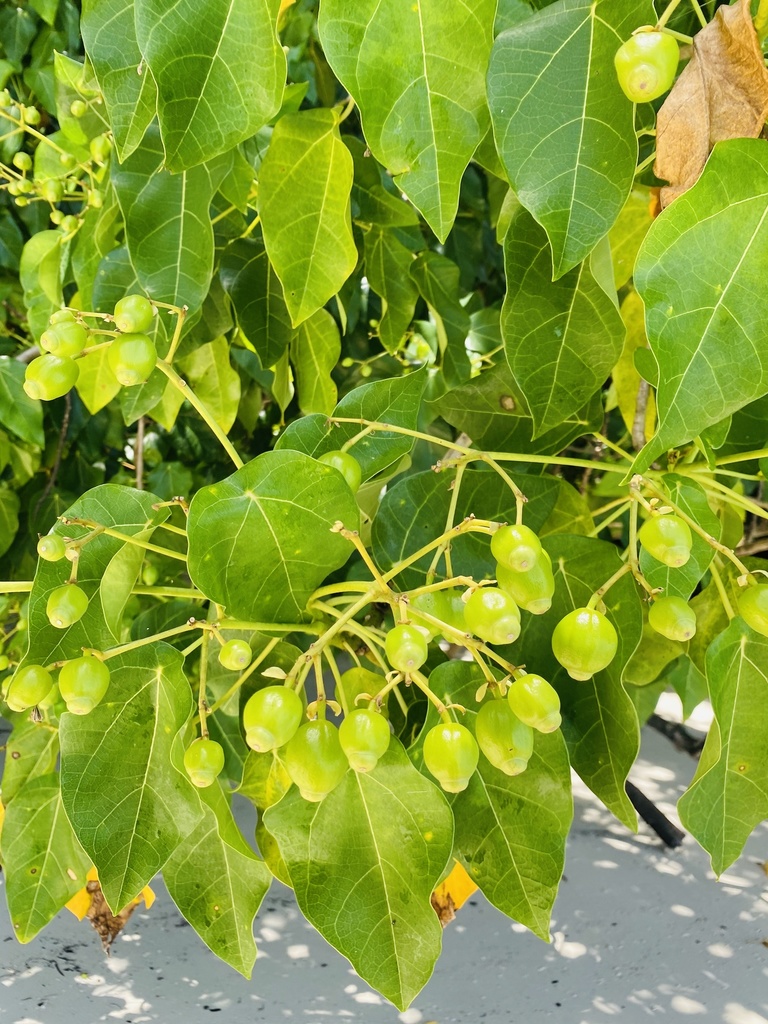 dicots from Palau, PW on August 29, 2020 at 12:38 PM by Alavina Ongrung ...