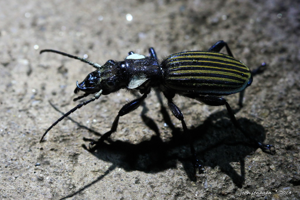Anthia artemis from Monduli, Tanzania on March 4, 2013 at 05:16 AM by ...