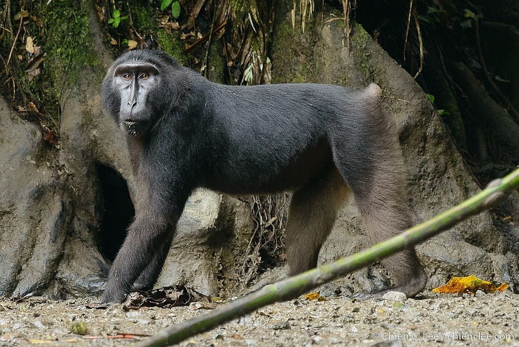 Heck's Macaque in August 2013 by Chien Lee · iNaturalist