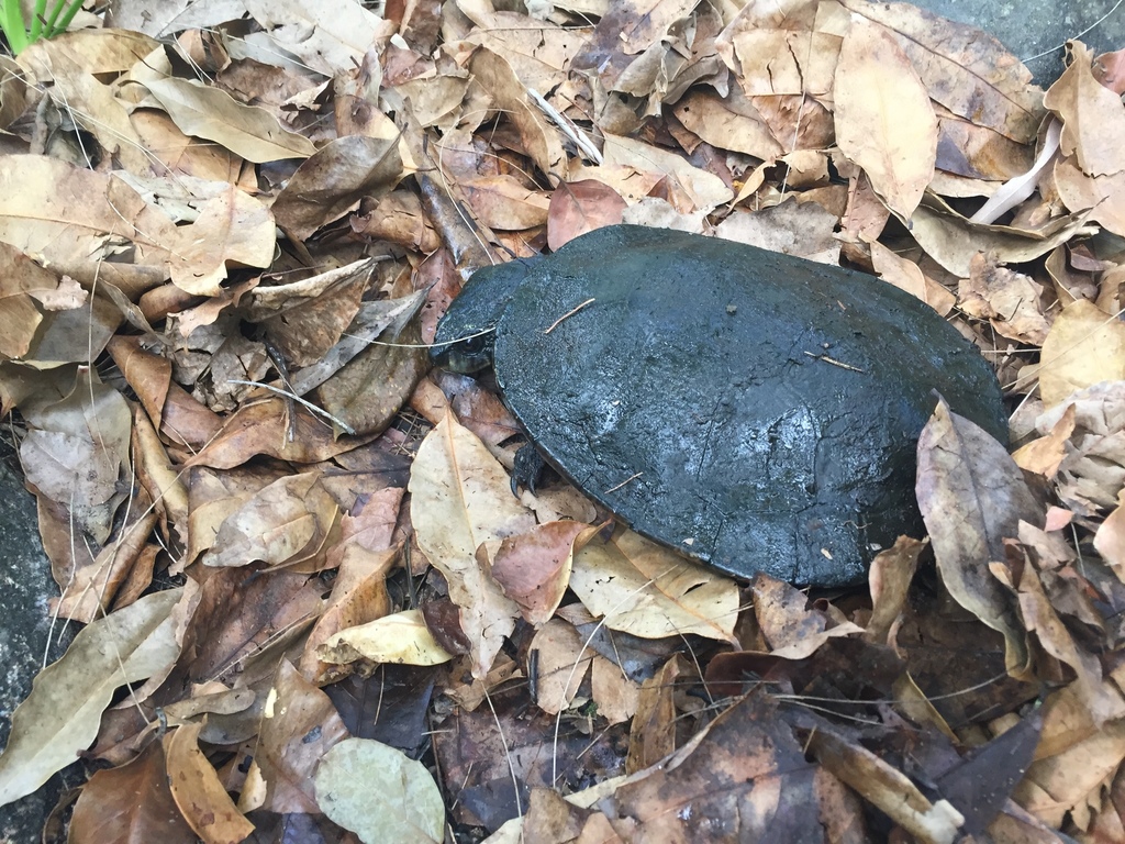 Eastern Saw-shelled Turtle from Paluma Forest Reserve, , QLD, AU on ...