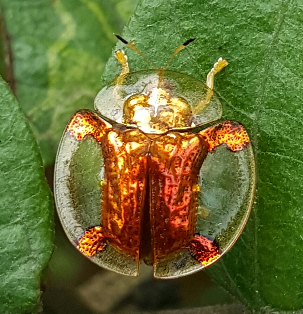 Golden Tortoise Beetle from Ba Vì Hà Nội Vietnam on March 23, 2017 by ...