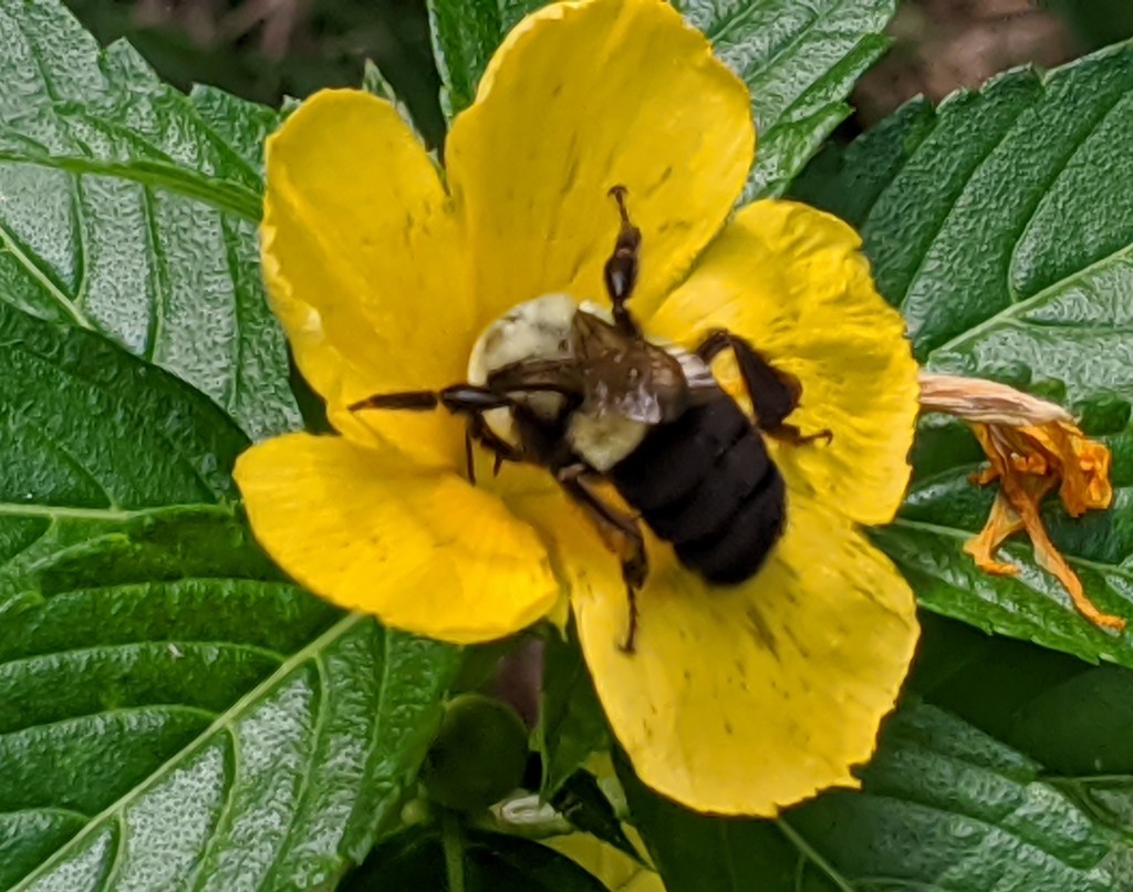 Common Eastern Bumble Bee from Gainesville, FL, USA on September 23 ...
