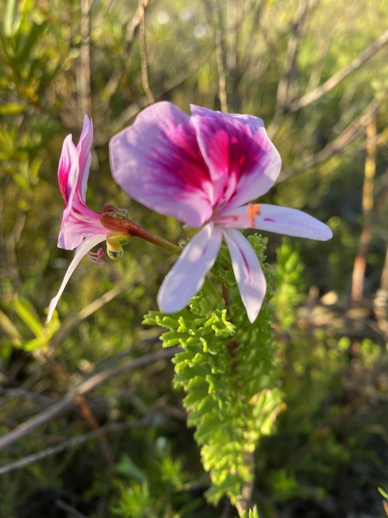 Dollrose Storksbill from Riviersonderend, Riviersonderend, WC, ZA on ...