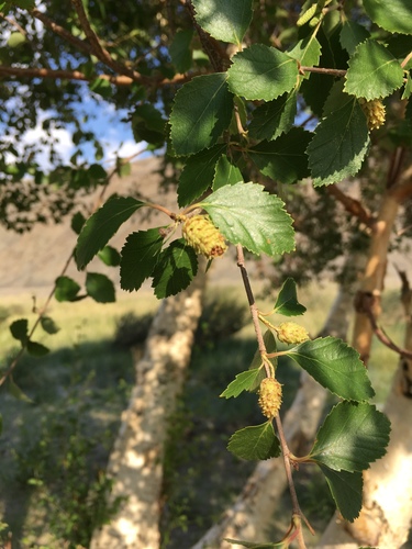 Betula microphylla · iNaturalist