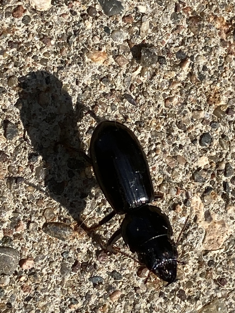 Big-headed Ground Beetle from 12th Ave N, Plymouth, MN, US on September ...