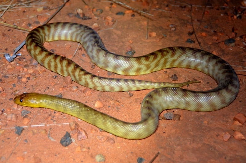 Woma Python in October 2013 by jgjulander · iNaturalist