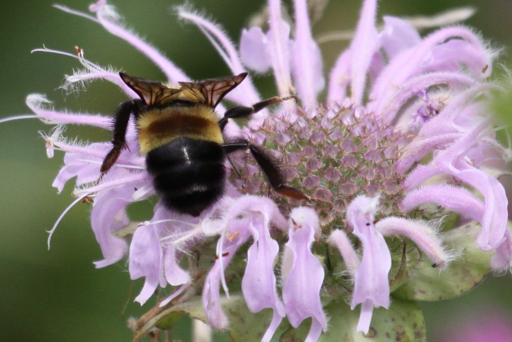 Rusty-patched Bumble Bee in August 2009 by Greg Page · iNaturalist