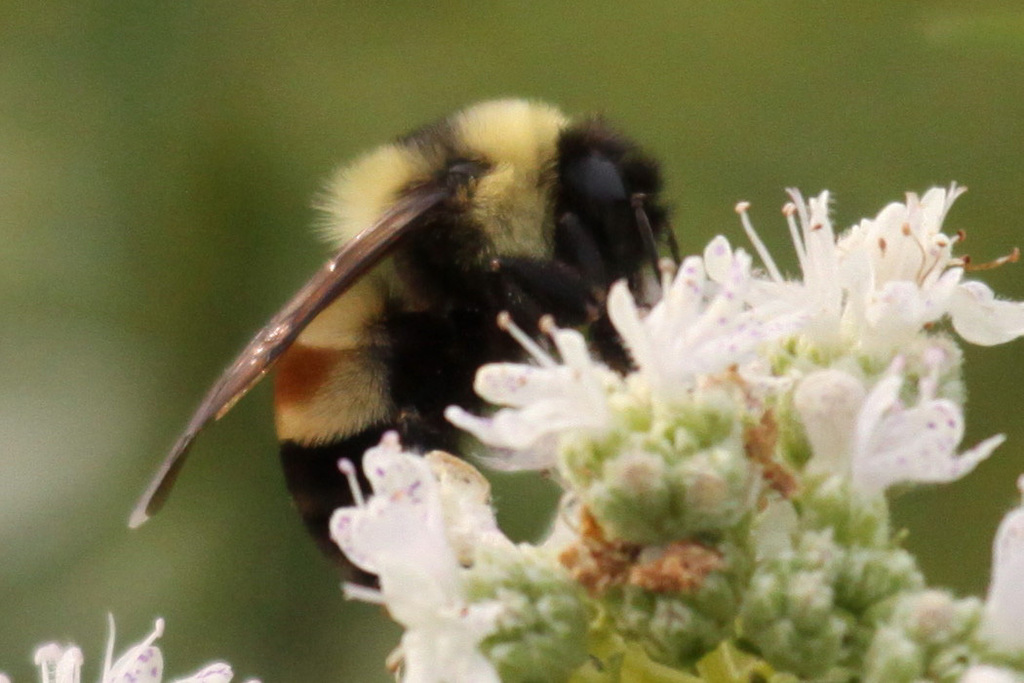 Rusty-patched Bumble Bee in August 2009 by Greg Page · iNaturalist