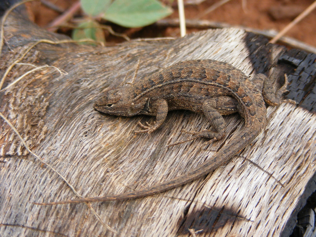 Bunch Grass Lizard from Cerro de la Caja Zacapu, Mich., México on 04 ...