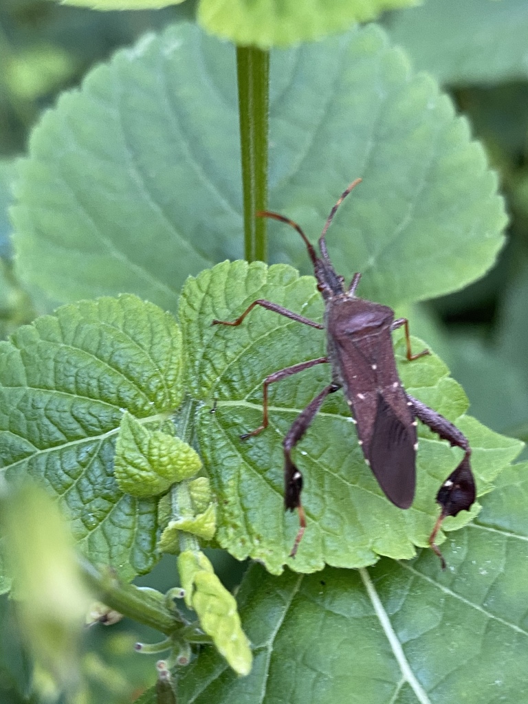 Northern Leaf-footed Bug from Holly Dr N, Annapolis, MD, US on ...