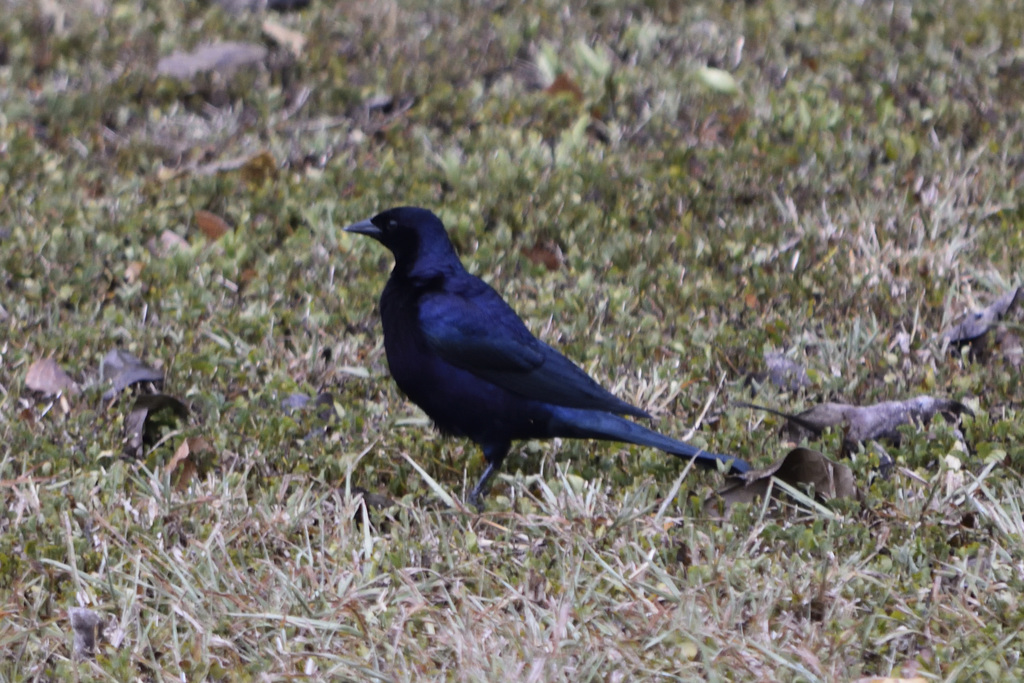 Shiny Cowbird from Apulo, Cundinamarca, Colombia on September 23, 2020 ...