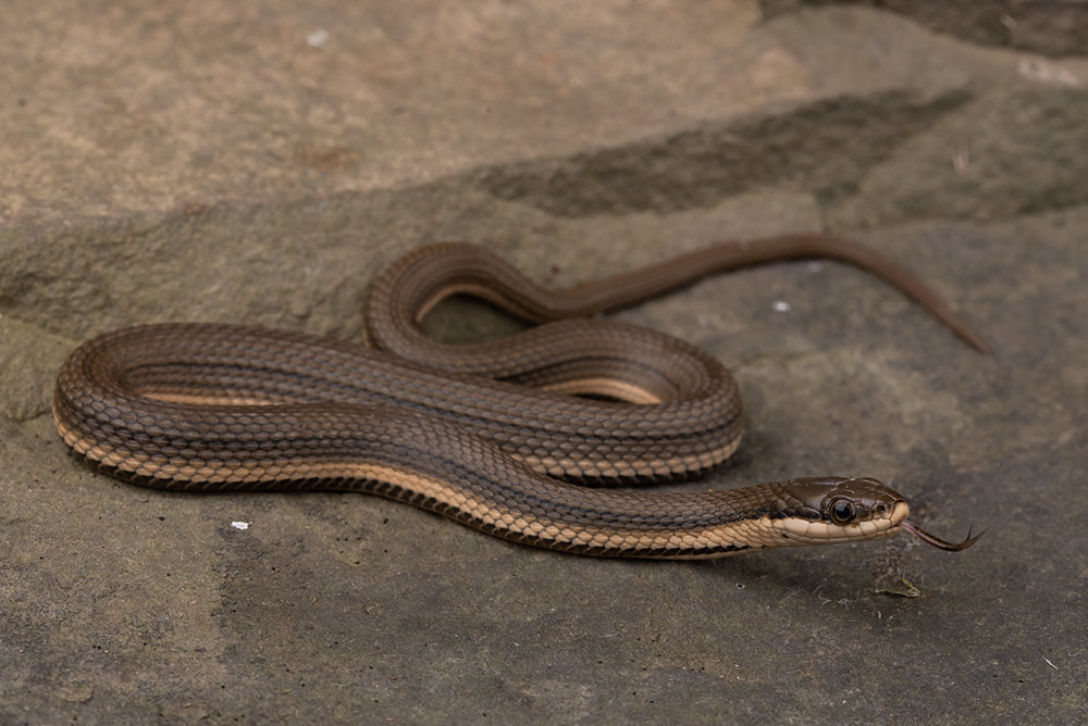 Queensnake in September 2020 by Twan Leenders · iNaturalist