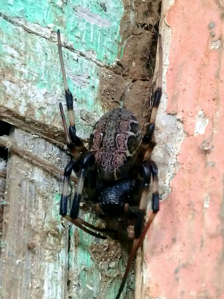 Asian Hermit Spider from Sukawangi, Singajaya, Kabupaten Garut, Jawa ...