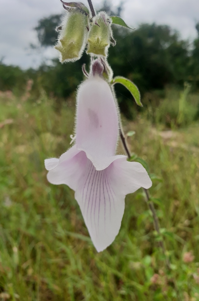 pedalium family (Pedaliaceae) - Botanical Realm