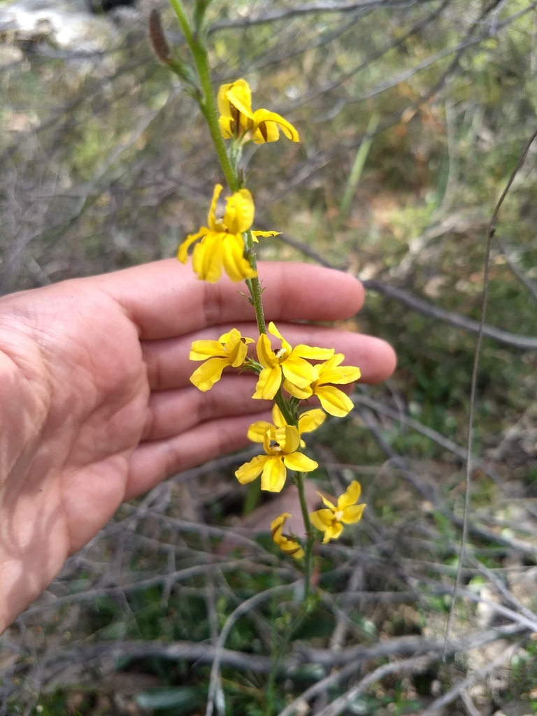 Daisy-leaved Goodenia from Bogee NSW 2849, Australia on September 21 ...