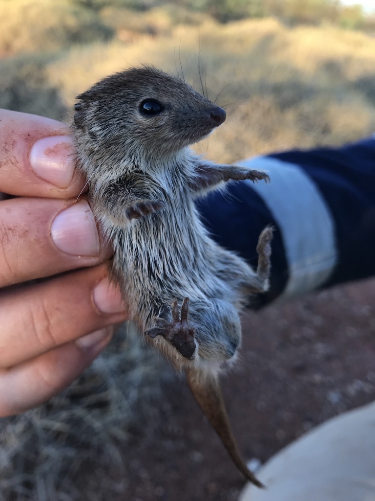 Kaluta from Fortescue, WA, AU on September 9, 2019 at 10:52 PM by Zac ...