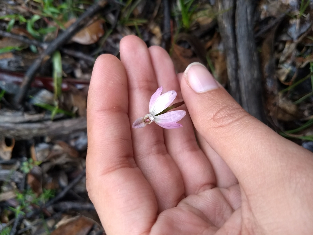 Pink Lady Fingers from Capertee NSW 2846, Australia on September 20 ...