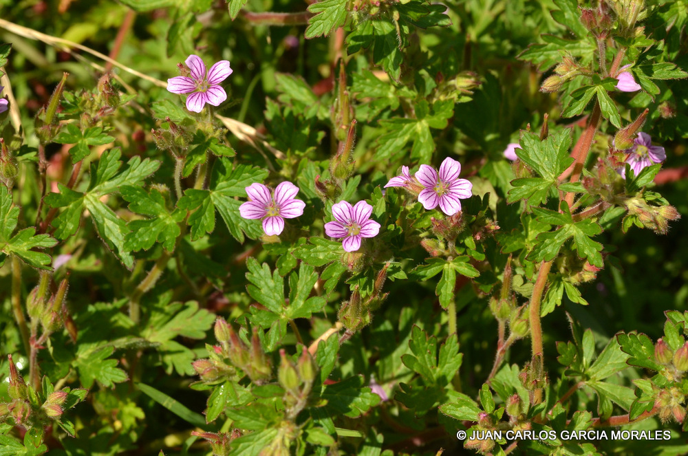 Seemann's geranium from Parque Alameda 2000, Toluca de Lerdo, Méx ...