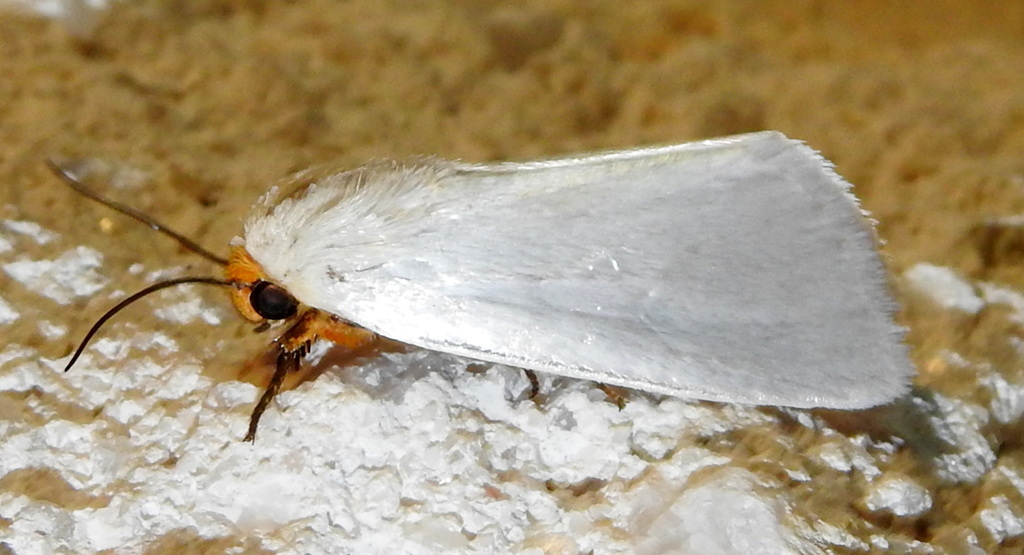 White Flower Moth in September 2020 by Missy McAllister Kerr. This was ...