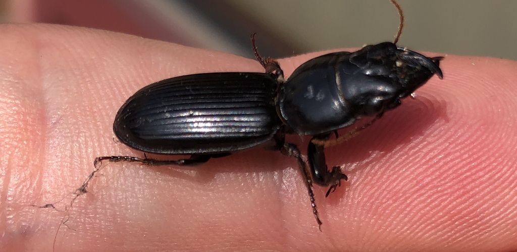 Big-headed Ground Beetle from Leroy St, Southgate, MI, US on September ...