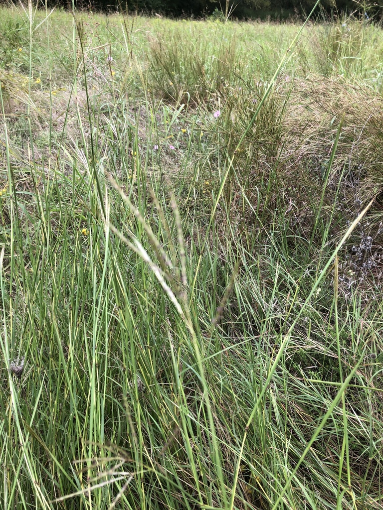King Ranch Bluestem Identification at Roy Leavitt blog