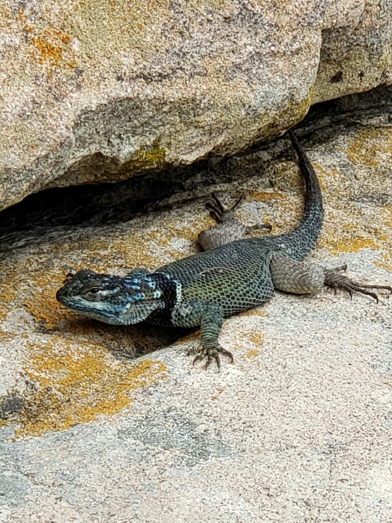 Crevice Swift from Peña de Bernal on September 6, 2020 by Arheli ...